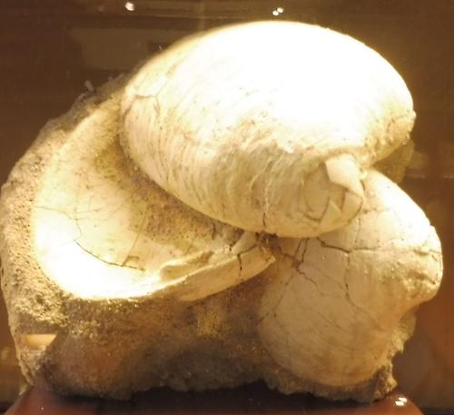 Astarte | Fossilien | Natur im Austria-Forum