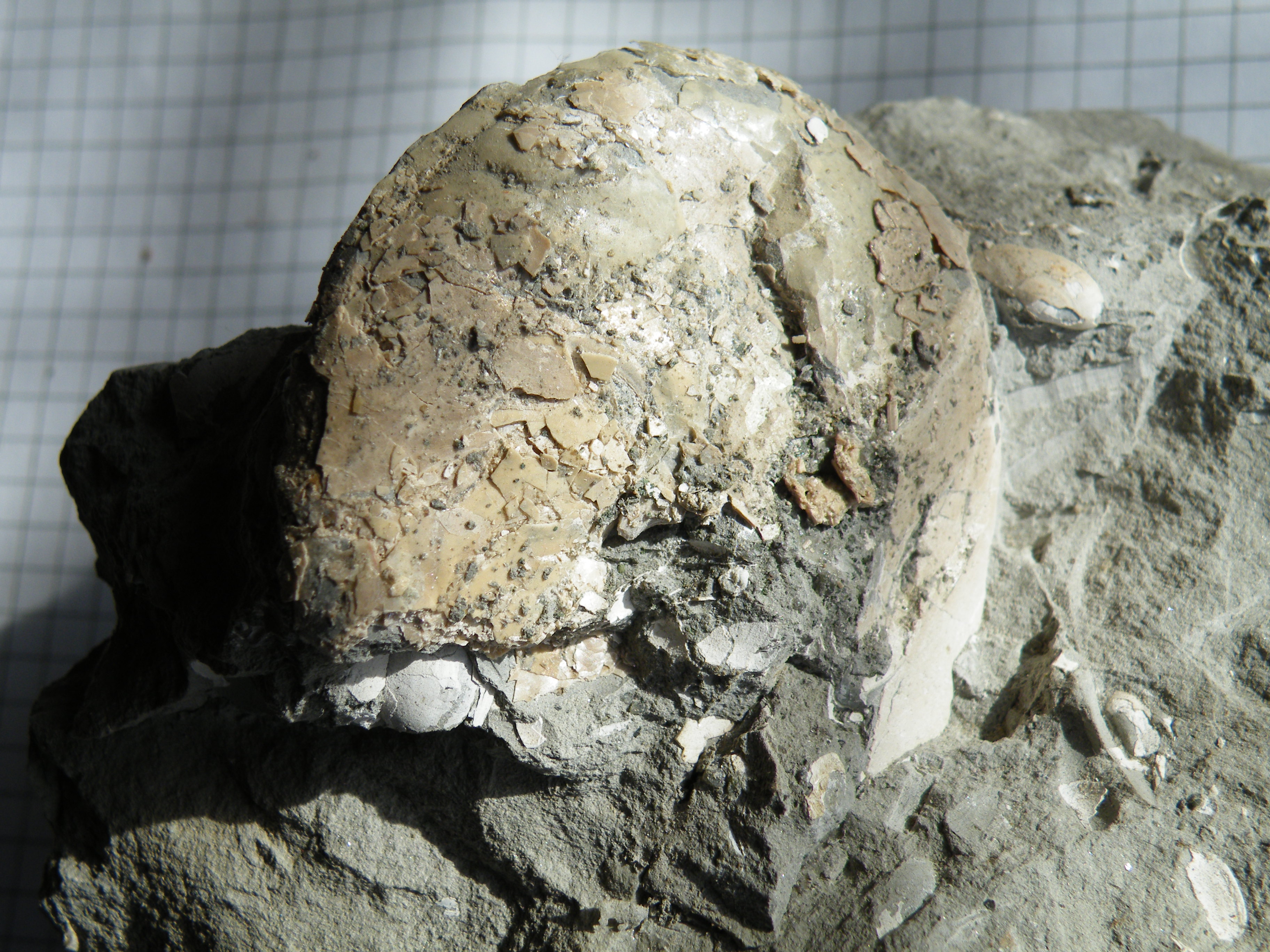 Aturia | Fossilien | Natur im Austria-Forum