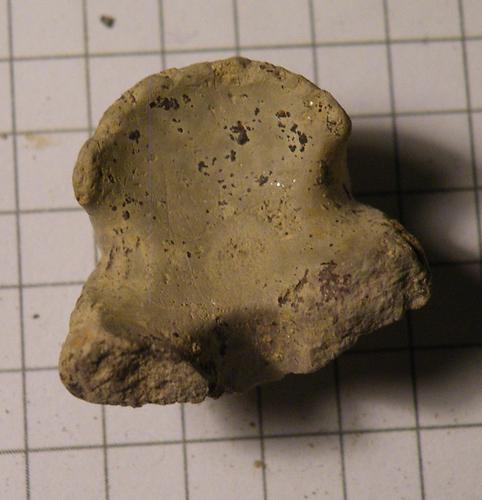 Aturia | Fossilien | Natur im Austria-Forum