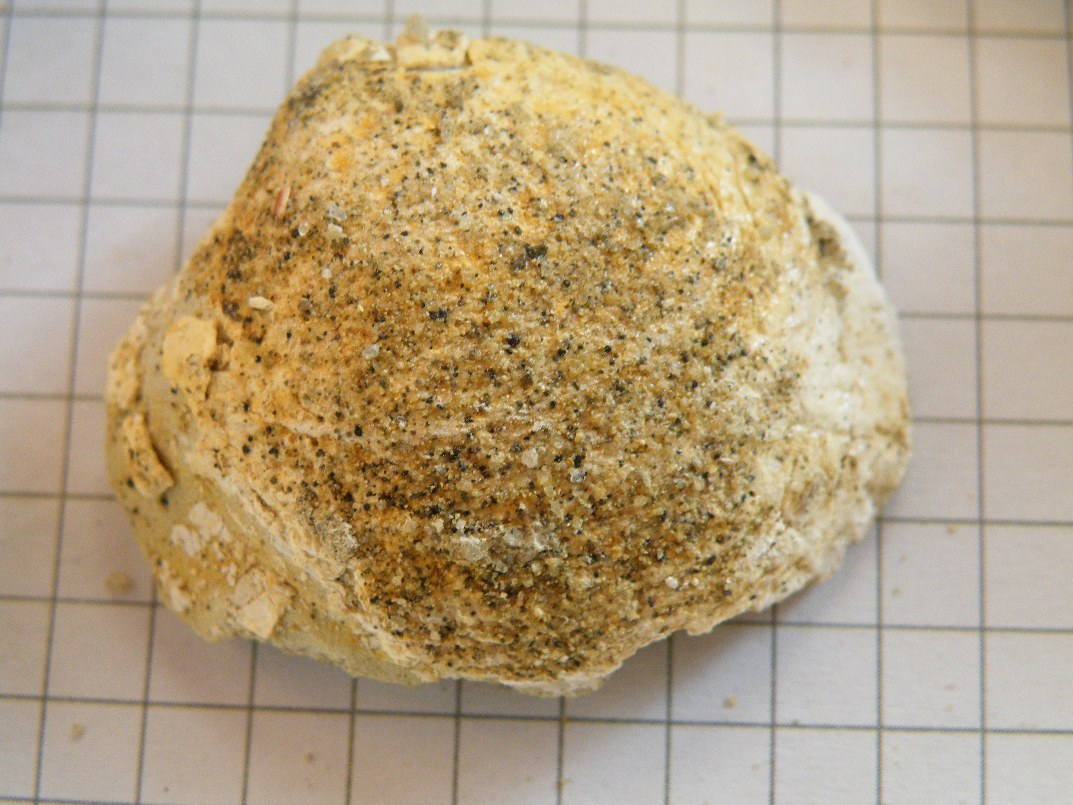 Cardium | Fossilien | Natur im Austria-Forum