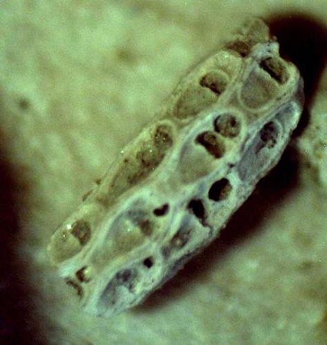 Cellaria | Celleporaria | Fossilien | Natur im Austria-Forum