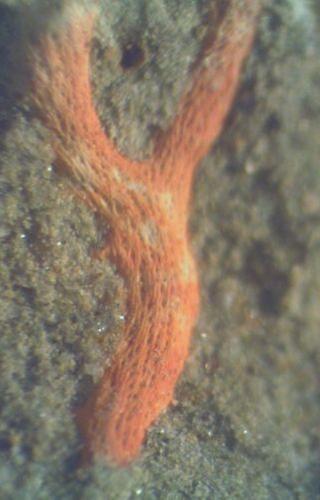 Hornera | Fossilien | Natur im Austria-Forum