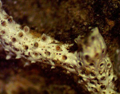 Hornera | Fossilien | Natur im Austria-Forum
