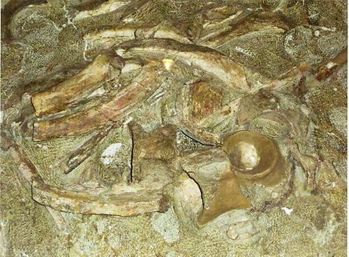 Omphalosaurus | Fossilien | Natur im Austria-Forum