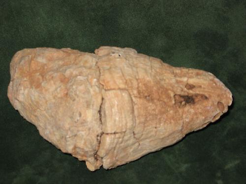 Radiolit | Fossilien | Natur im Austria-Forum