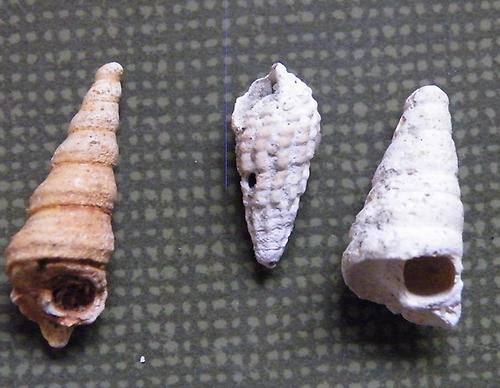 Scalina | Scalina | Fossilien | Natur im Austria-Forum