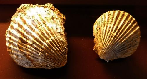 Spondylus | Fossilien | Natur im Austria-Forum