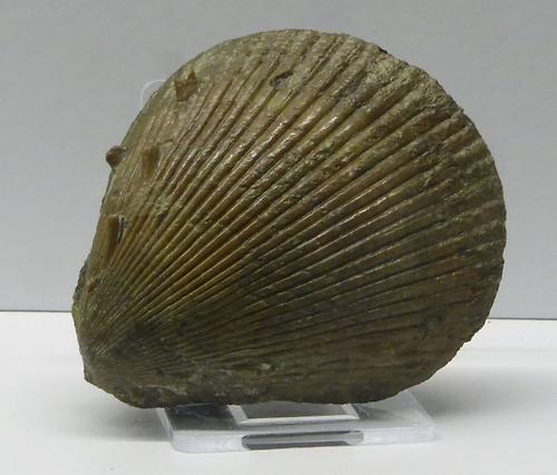 Spondylus | Fossilien | Natur im Austria-Forum