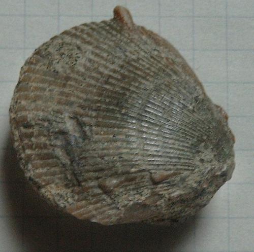 Spondylus | Fossilien | Natur im Austria-Forum