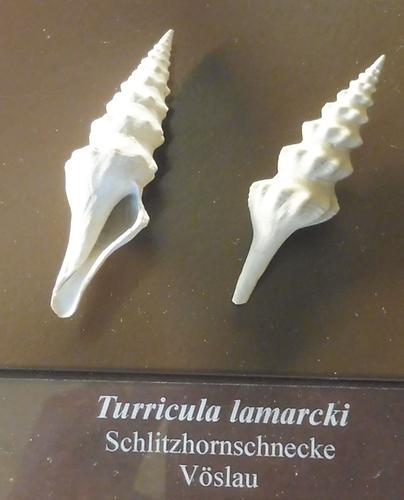Turricula | Fossilien | Natur im Austria-Forum