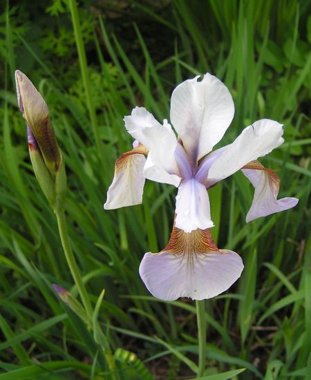 Sibirische Schwertlilie | Haus- und Gartenpflanzen | Natur im Austria-Forum
