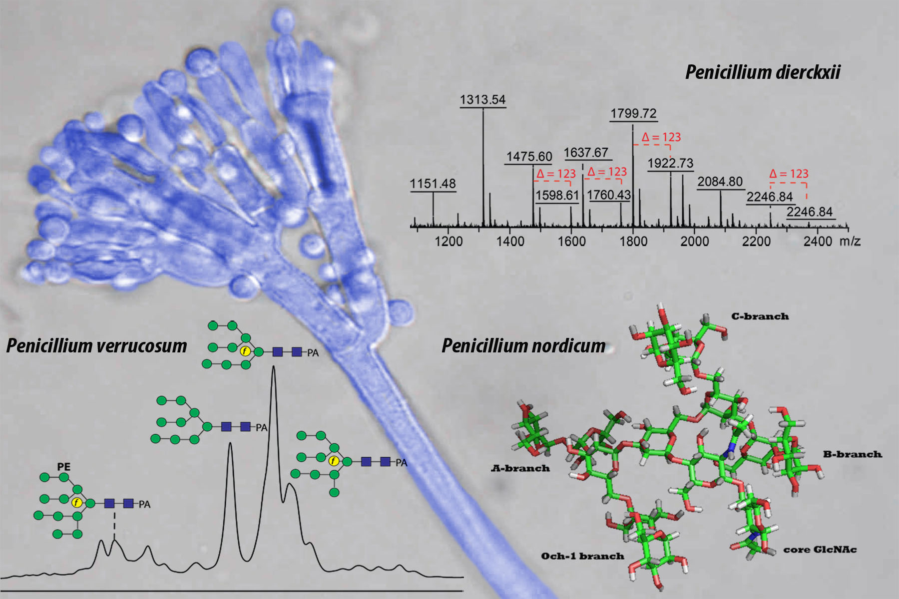 Neue Zuckerstrukturen in filamentösen Pilzen entdeckt (BOKU) | Neues ...